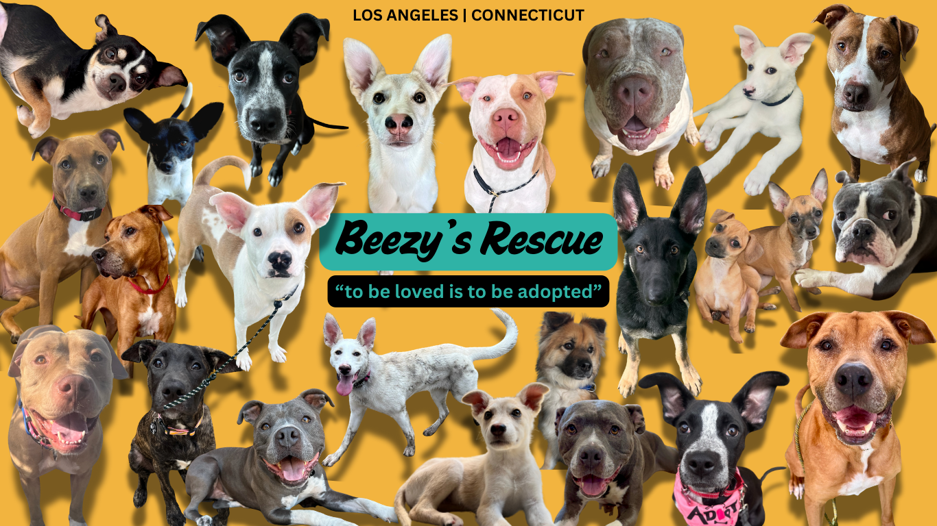 Copy of Website Banner | Beezys Rescue